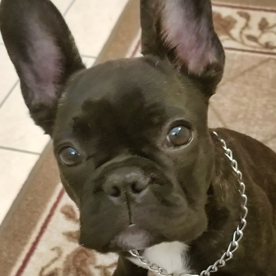 About – Niagara Falls Dog Training – Fix Your Dog